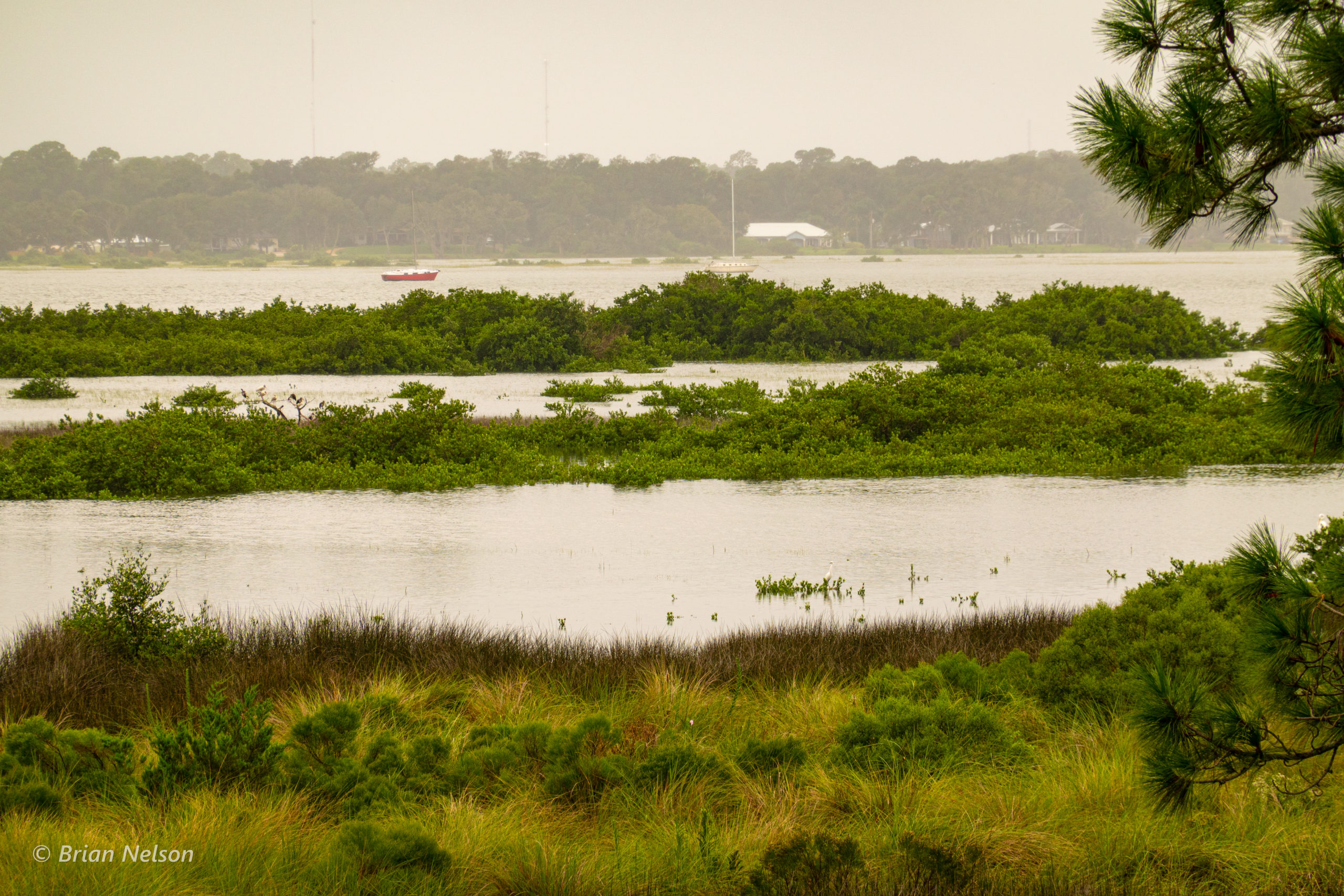 The Marsh Experiencing High Tidal Levels | Spoonbill Courier